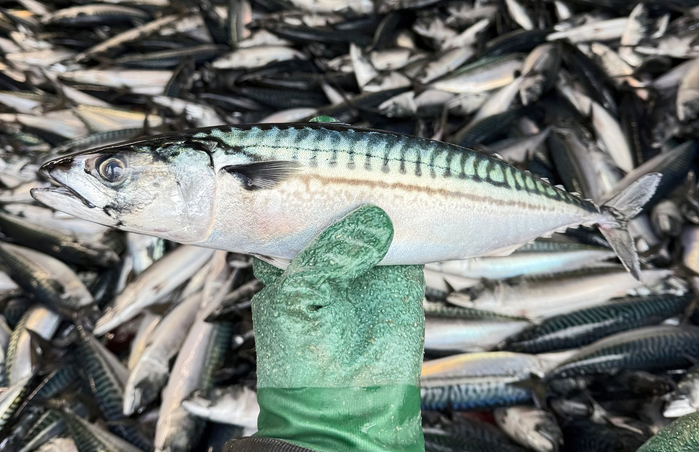 Makrell: Alle piler peker nedover | Fiskeribladet