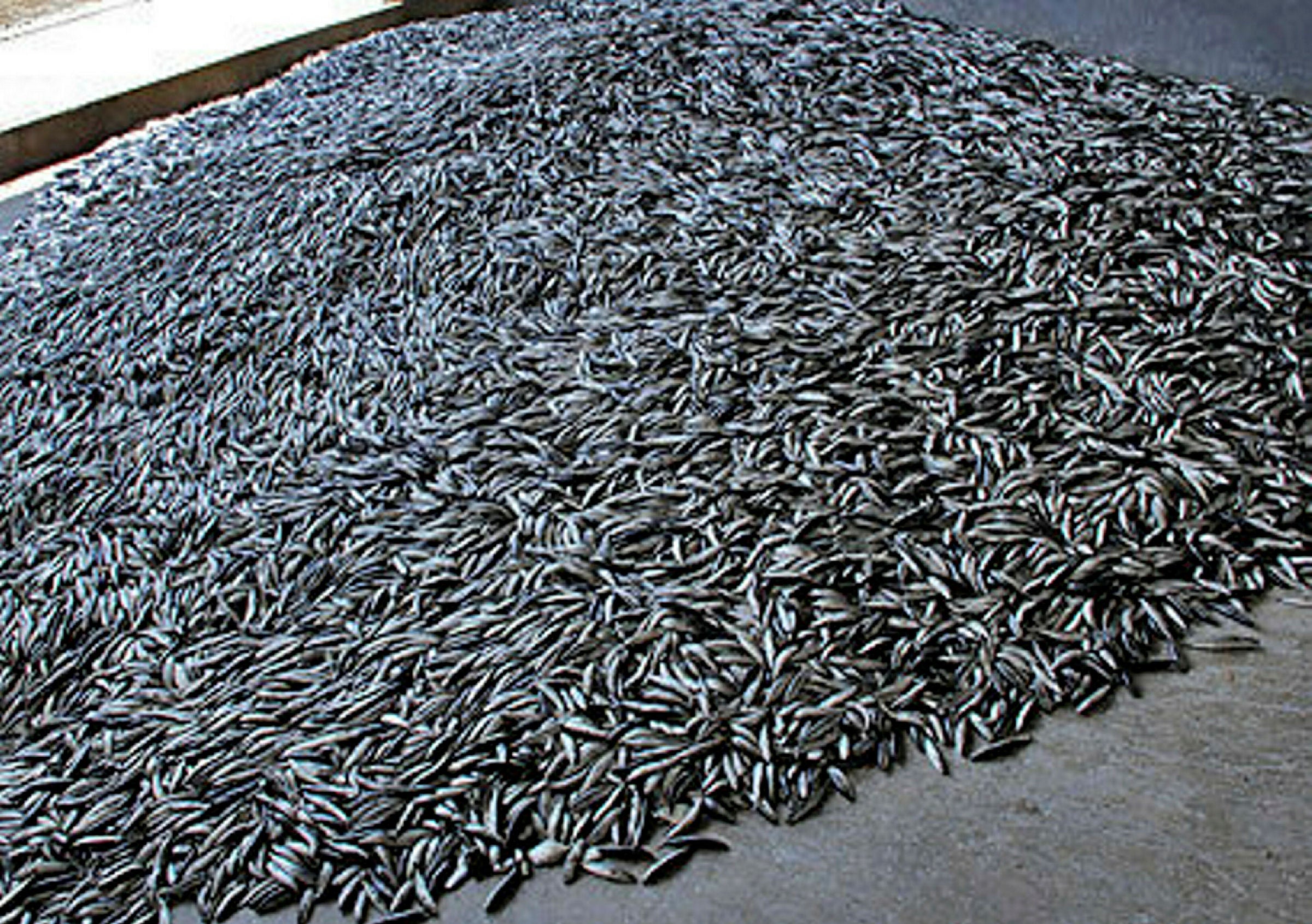 Peruvian anchovy season wraps up at 95% TAC utilization | Intrafish