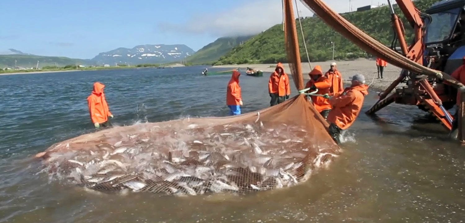 Russia kicks off Pacific wild salmon season with poor forecast