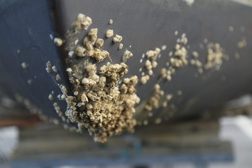 Barnacle bill: Hull-cleaning costs jump for ships trapped by Strait of ...