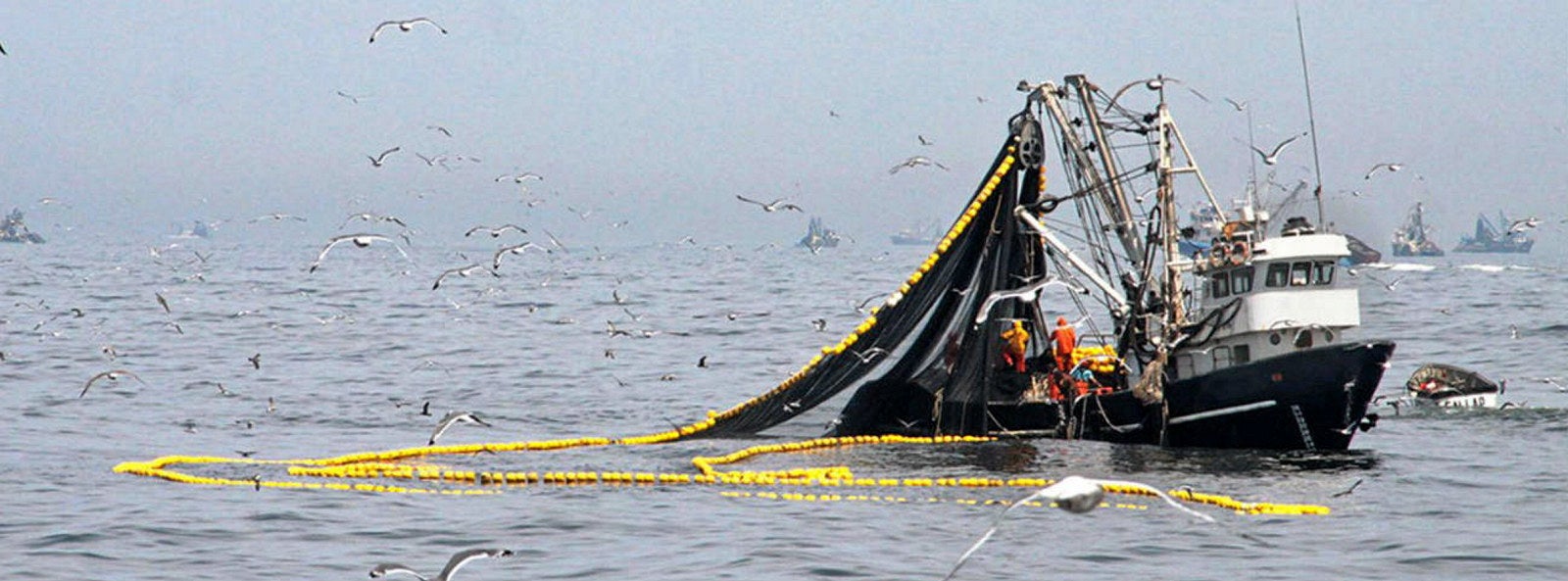 Key Peru anchovy harvest reaches 2 million tons | Intrafish