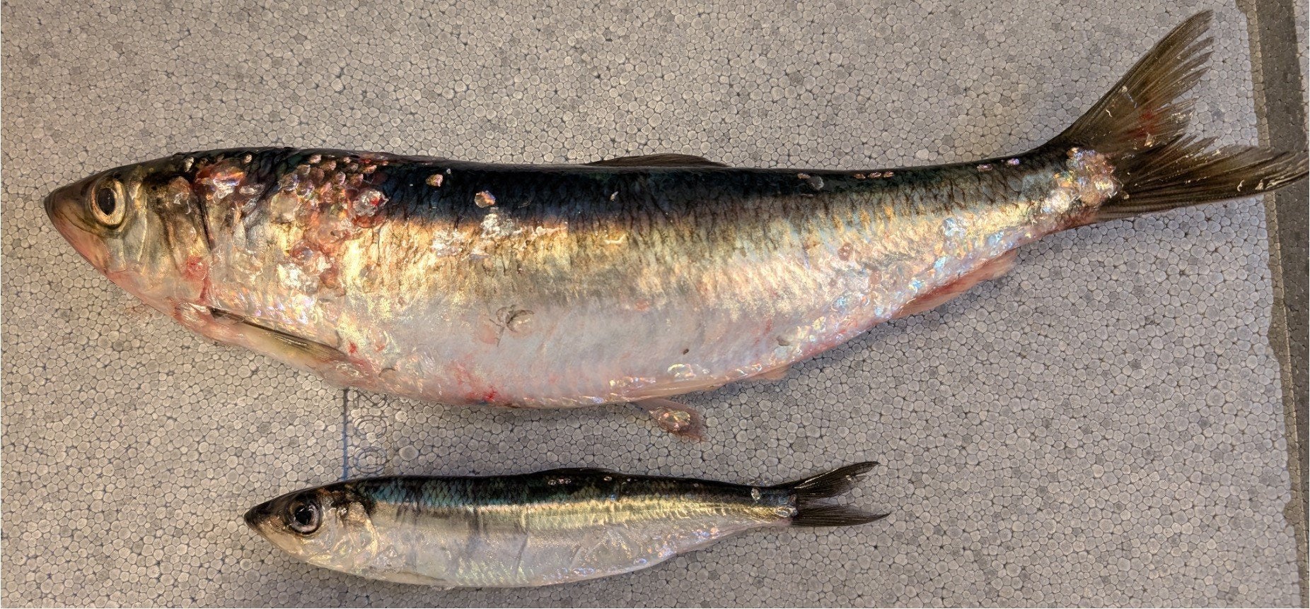Den har fått stempel som en superfisk av forskerne – dette gjør denne ...