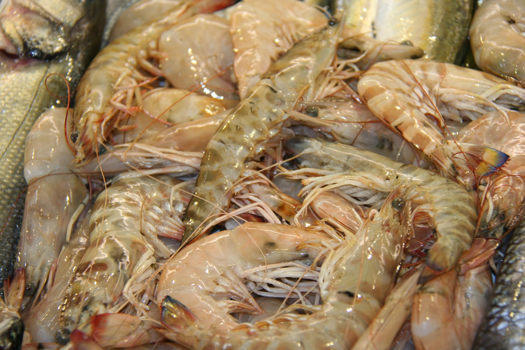 BMR Group becomes India's first fully integrated BAP shrimp supplier ...