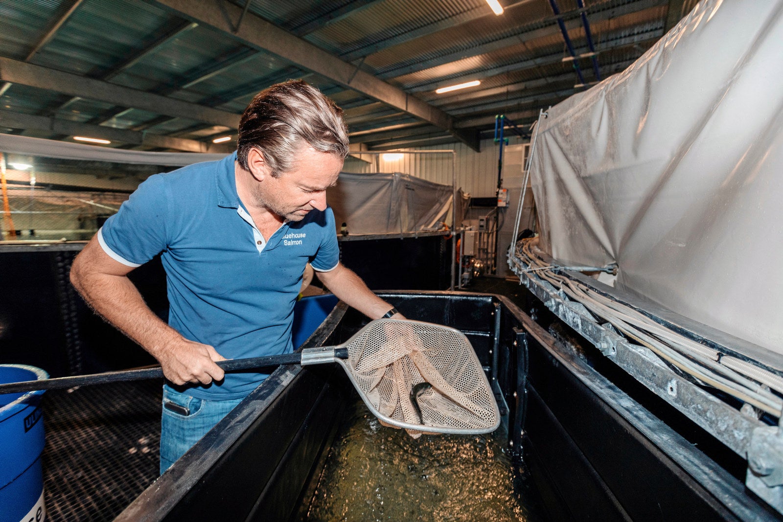 'Too many fish in the tanks': Overcrowding drags on harvest weight ...