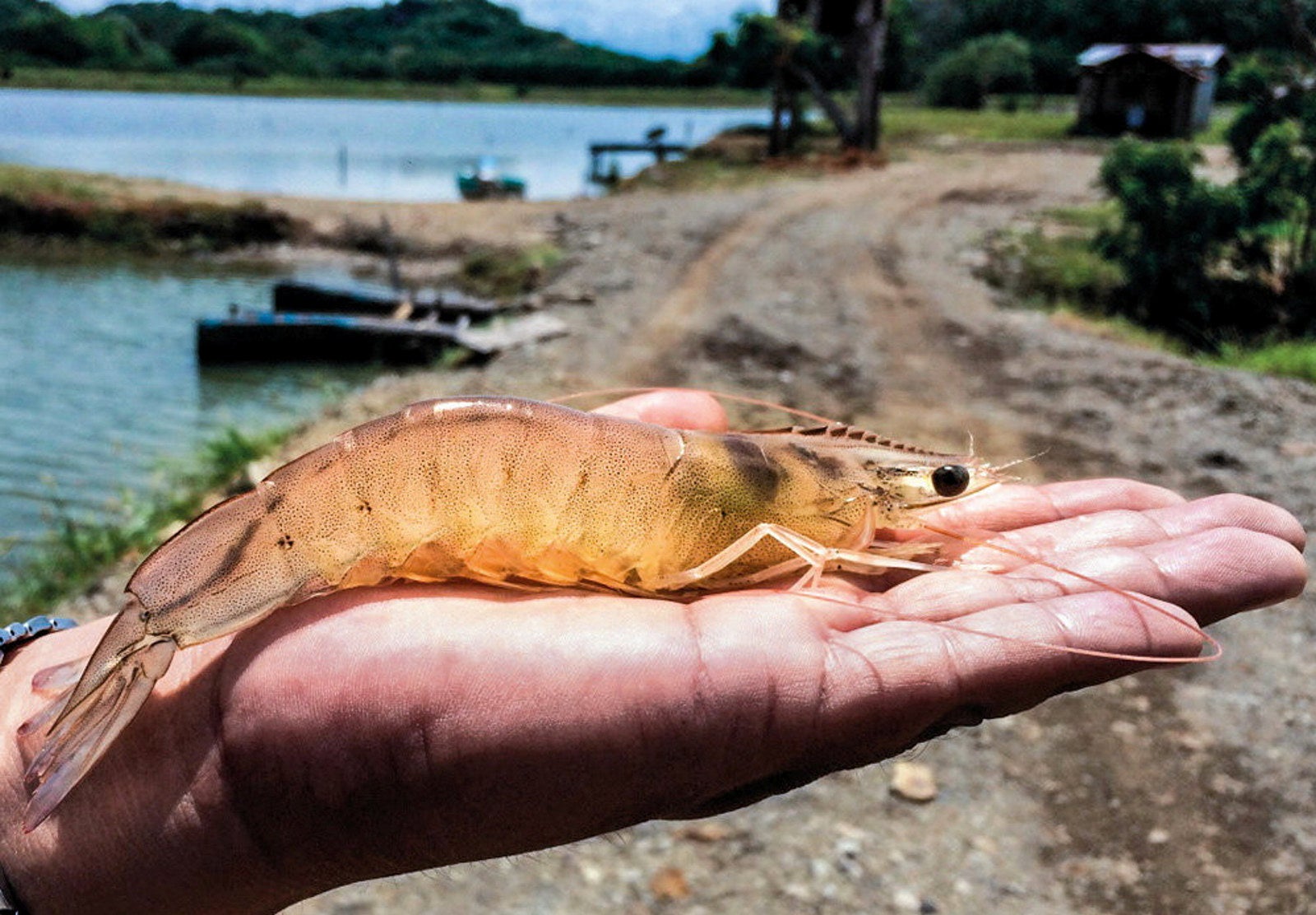 Global farmed shrimp production expected to hit record high next year ...