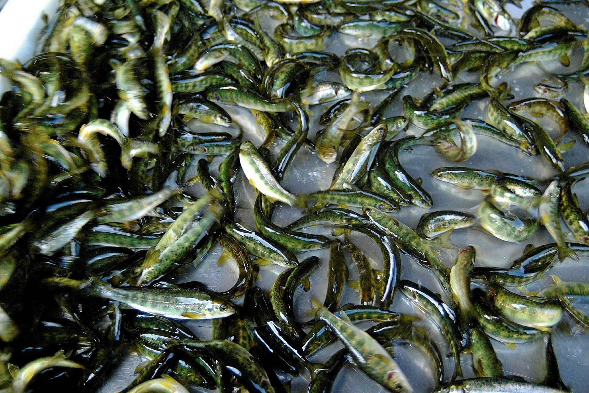 Mowi identifies culprit in mass salmon smolt die-off | Intrafish
