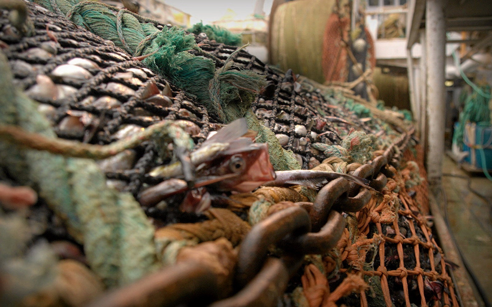 Pacific whiting receives Alaska's RFM eco-label, the first certified ...