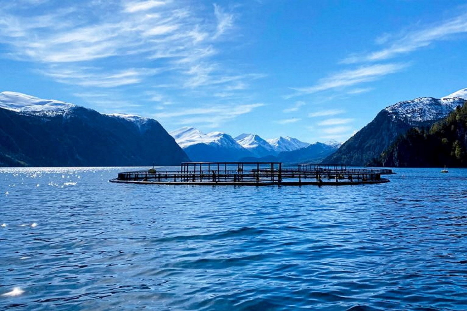 Entire Norwegian salmon site to be culled after bacterial kidney ...