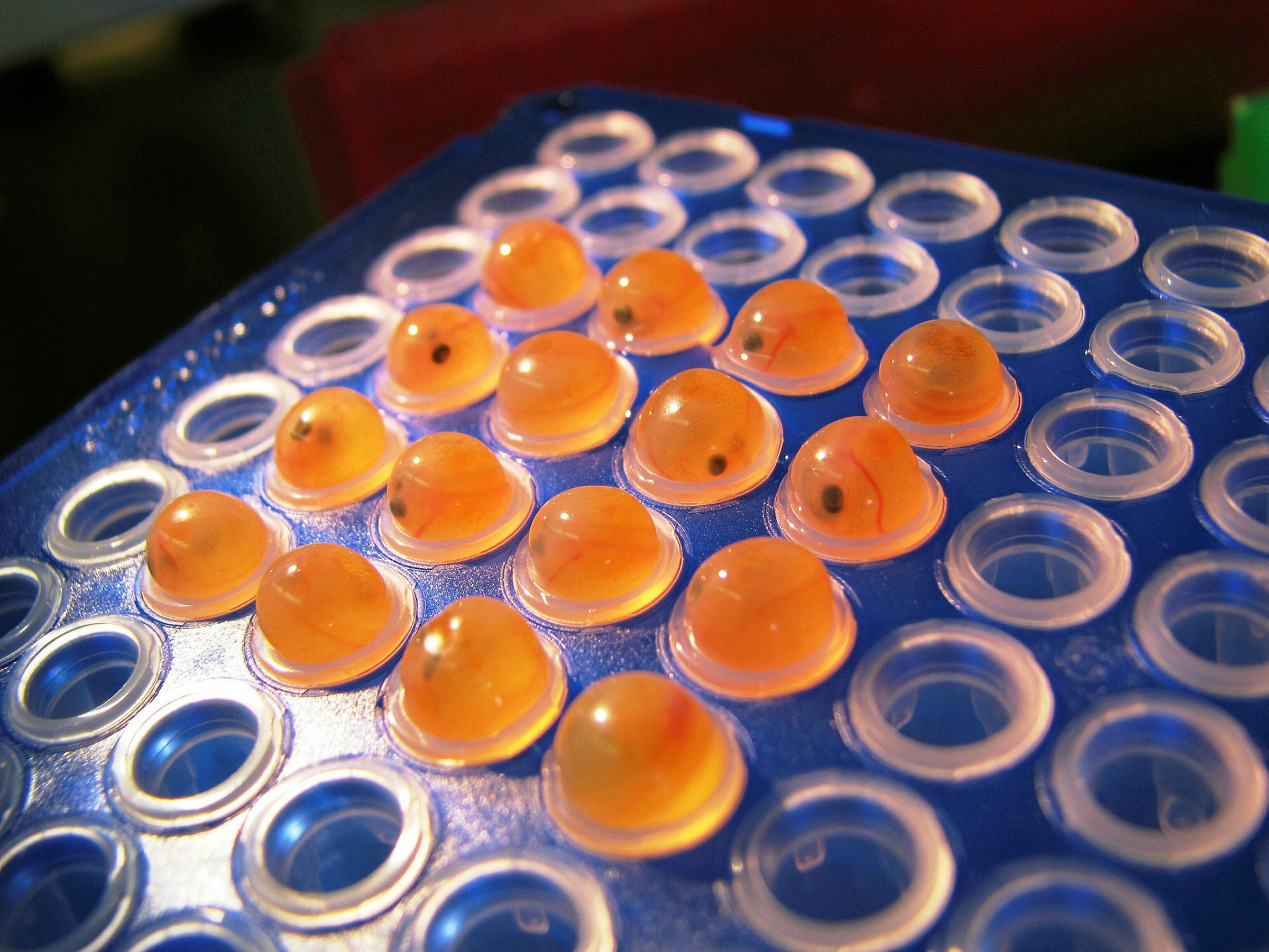 FDA: Genetically engineered salmon can now be grown, sold in the US ...