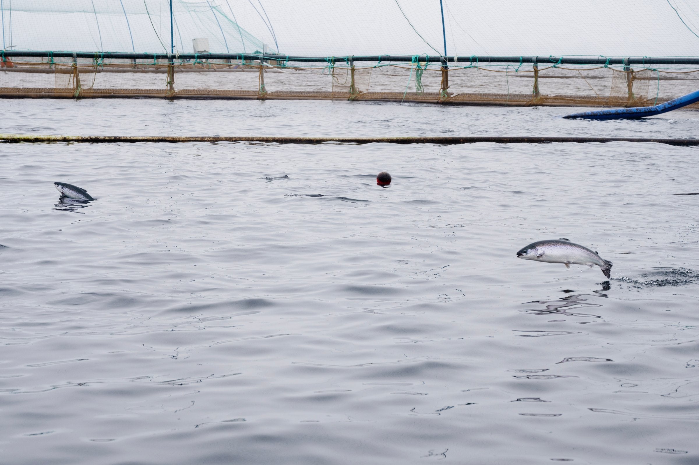 Salmon industry slams traffic light system overhaul as Norway orders ...