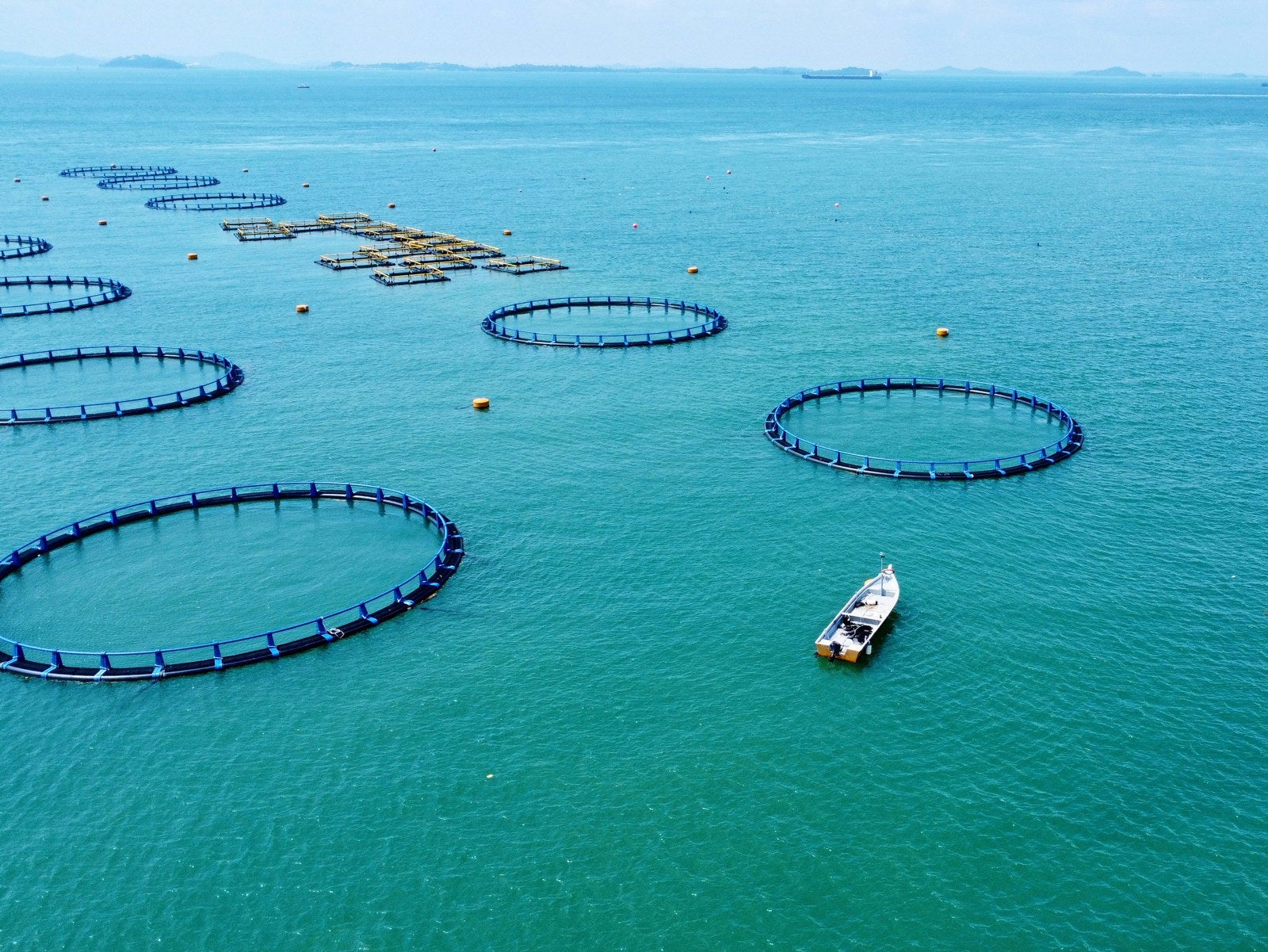 Farmed salmon's technology boom provides blueprint for other species ...