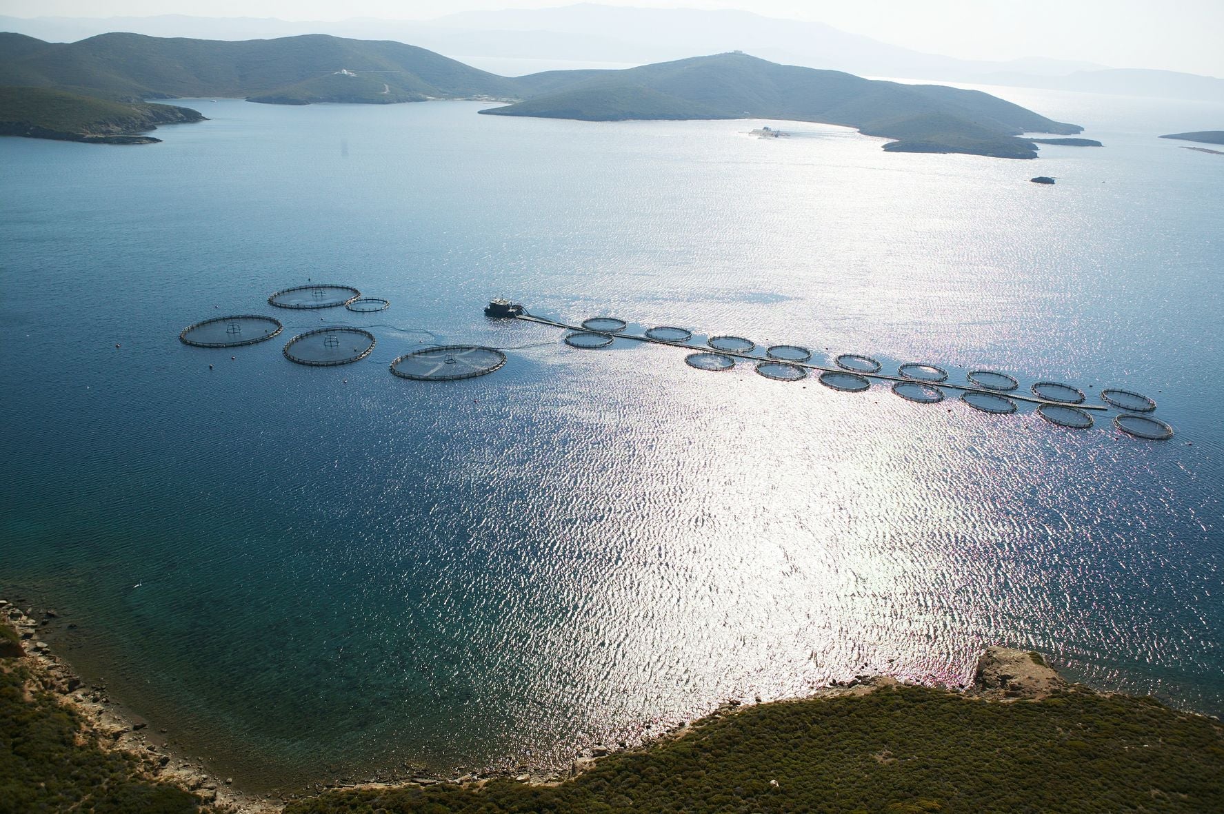 Mediterranean fry production surpasses 1 billion, but costs remain high ...