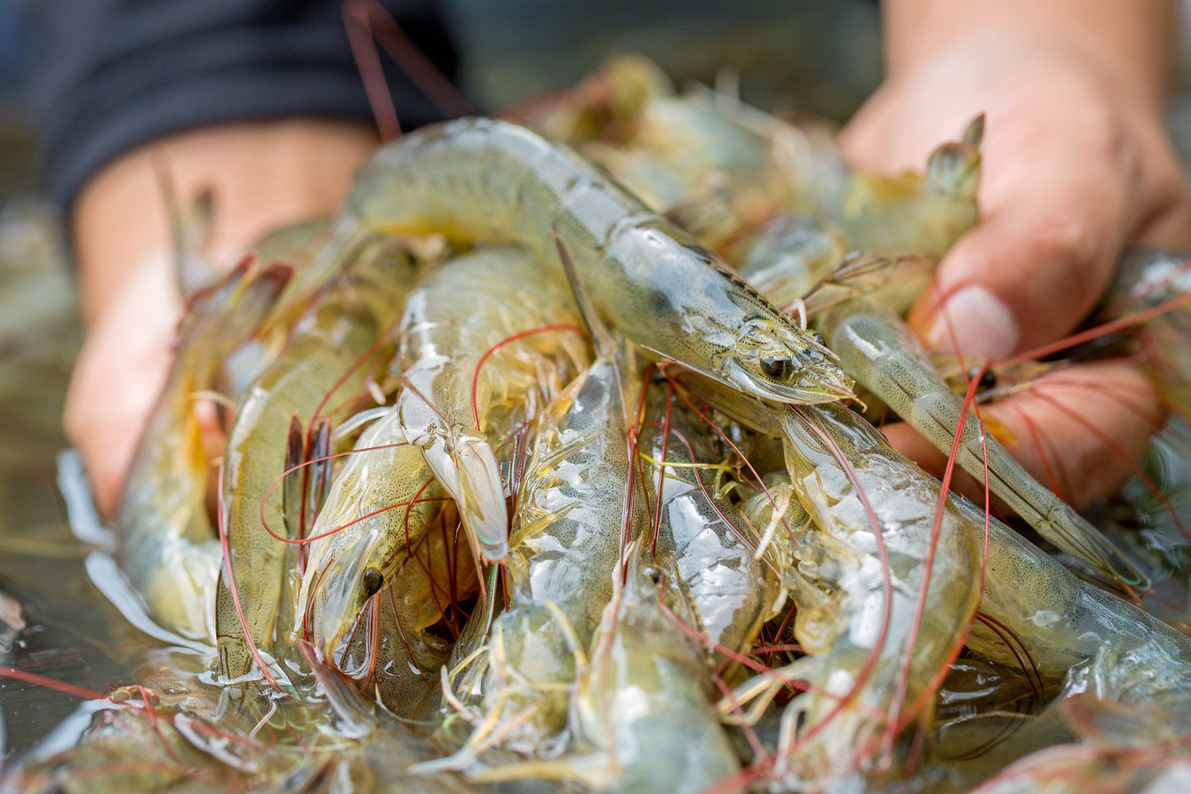 US shrimp group urges probe into Ecuador shrimp industry over mangrove ...