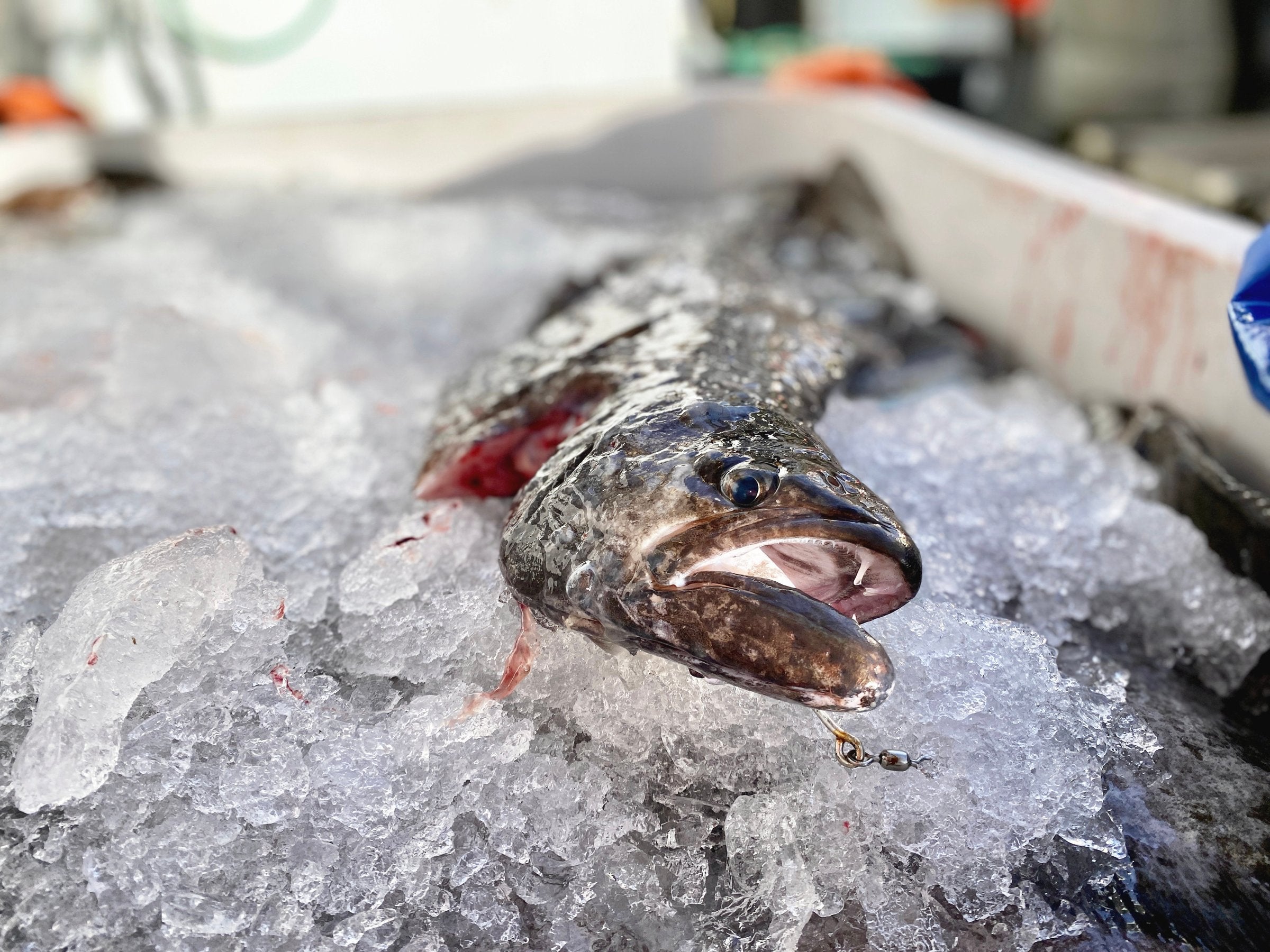 Frykter smell etter manntallsglipp | Fiskeribladet