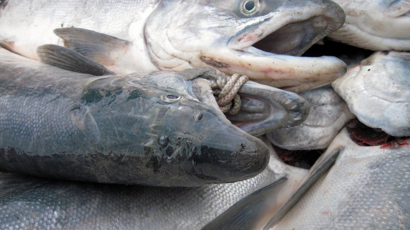 Trident Seafoods reveals sockeye price for False Pass fishery, a key ...