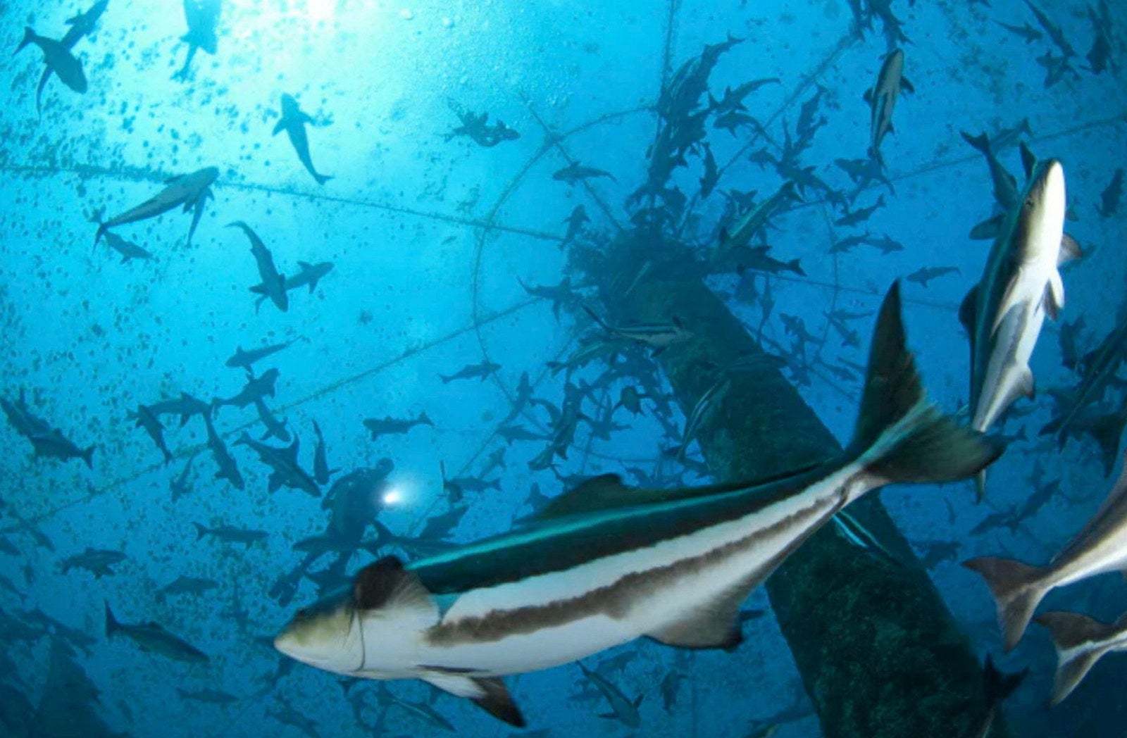 Key executives leave Cuna del Mar-owned offshore fish farm | Intrafish