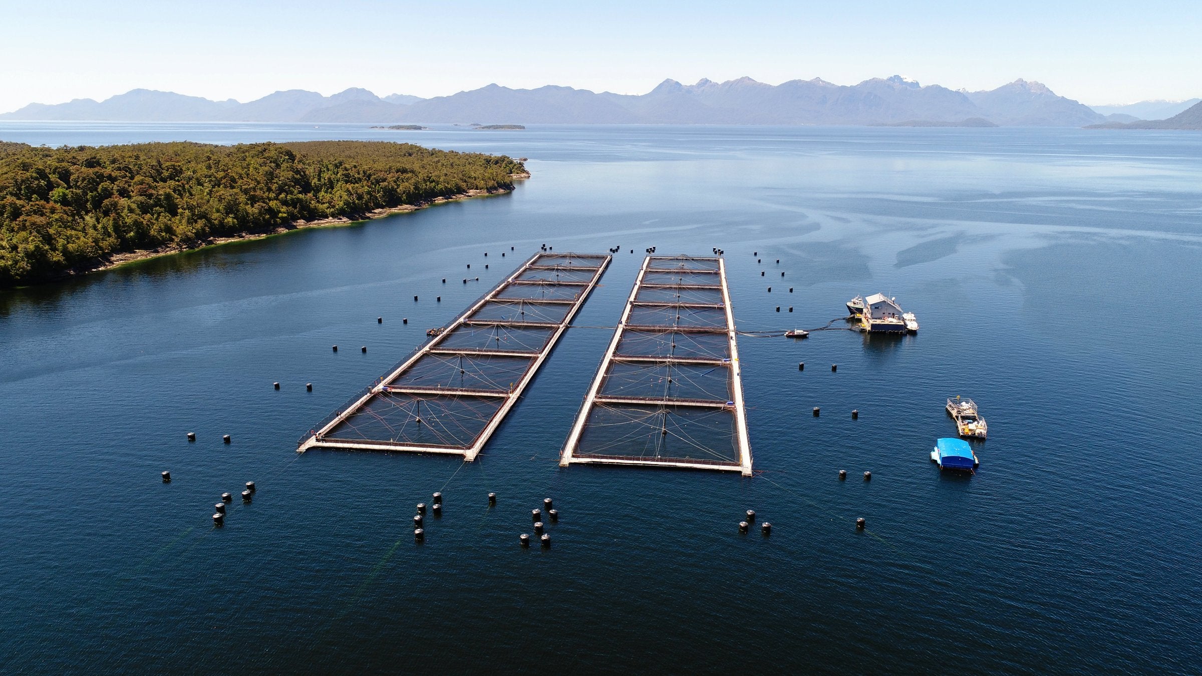 The woman steering Mowi’s technology and sustainability ambitions The ...