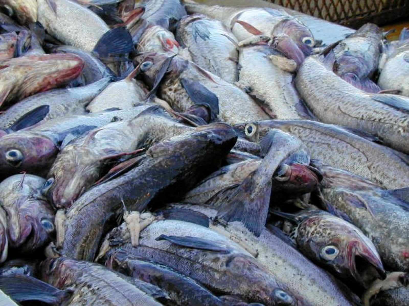 Shutdown of key Alaska pollock fishing area will have 'devastating ...