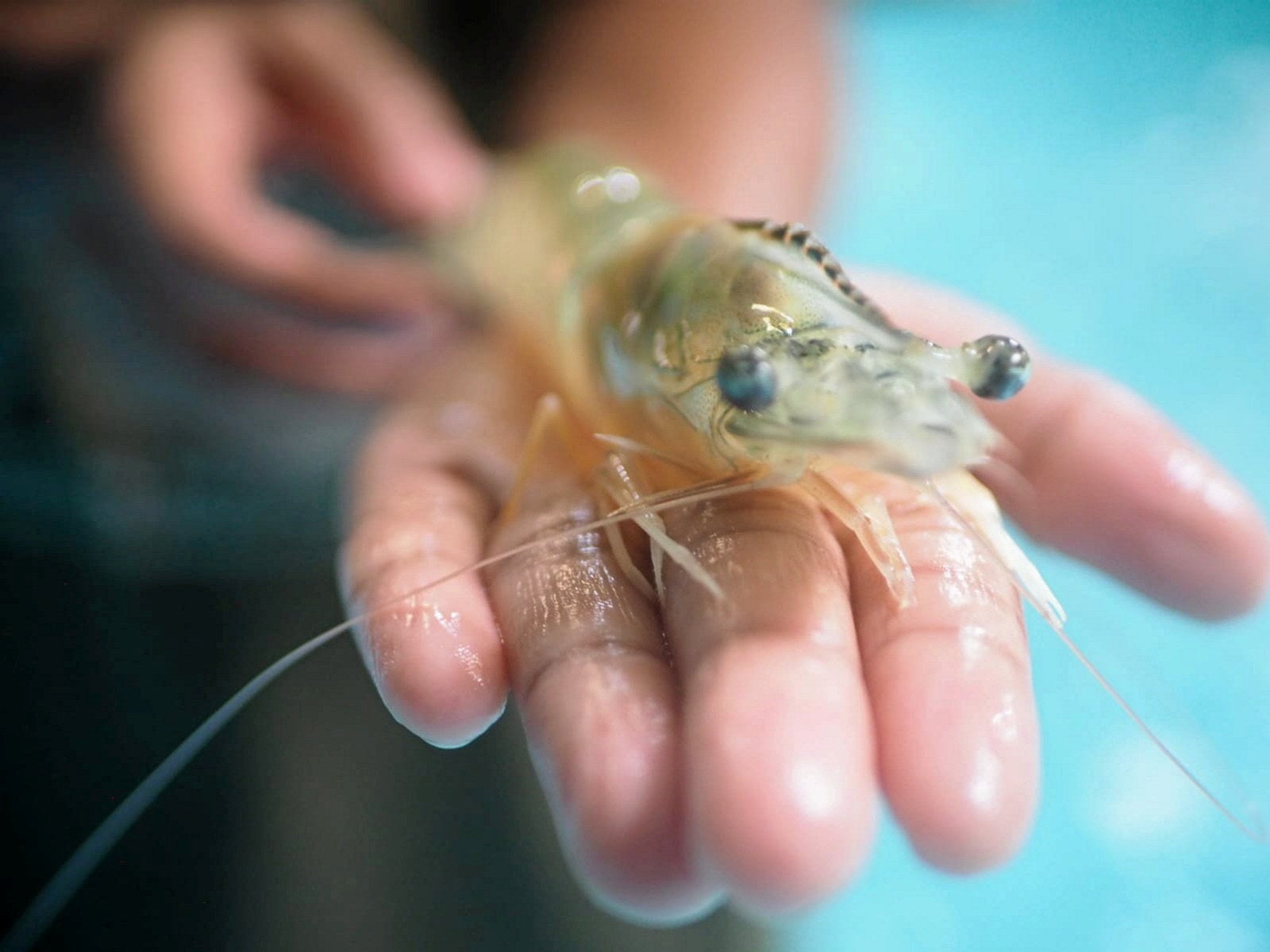 Asia farmed shrimp production will return to growth in 2023, Rabobank ...