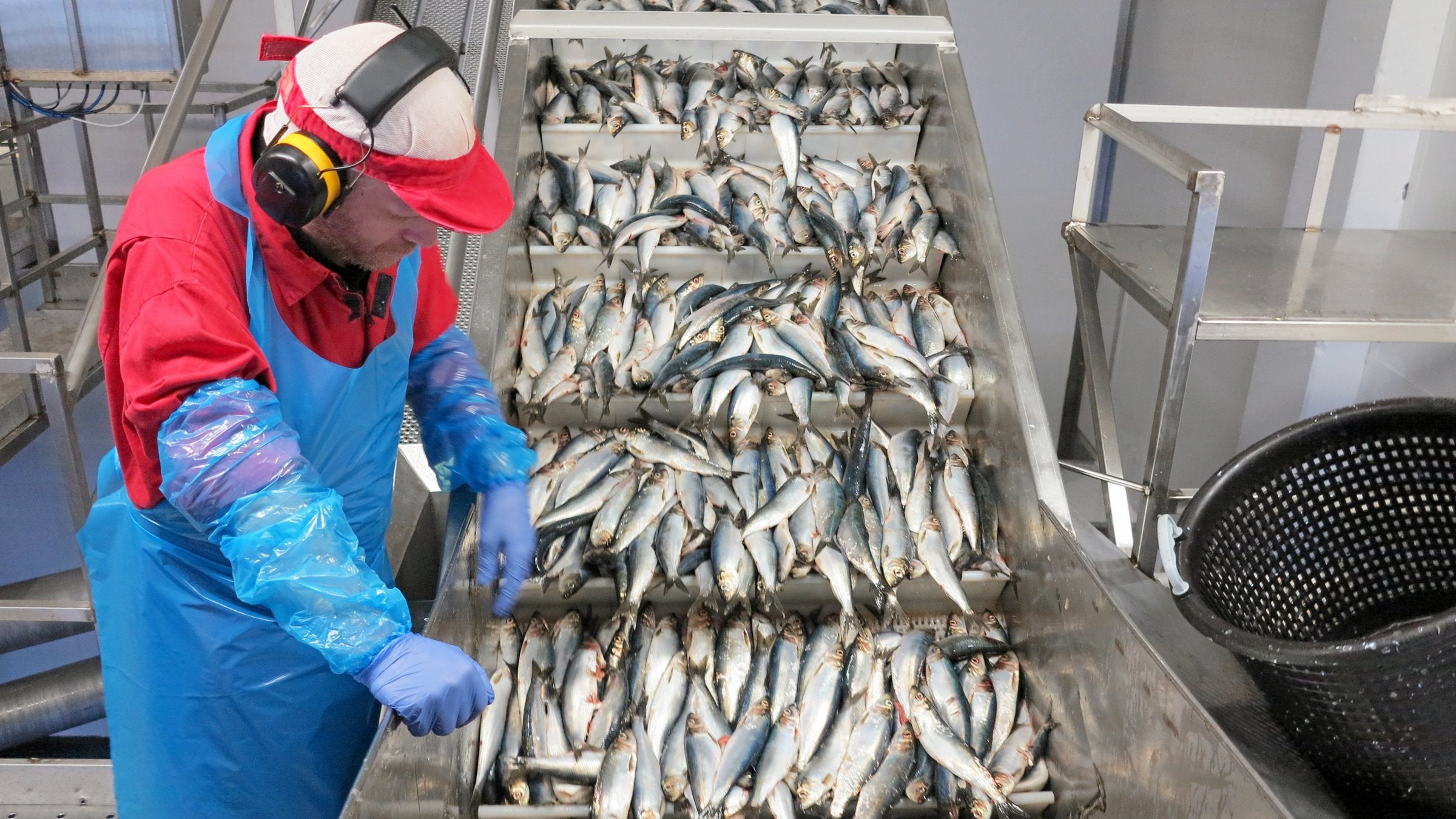 Kjøperne burde sagt nei til småsilda | Fiskeribladet