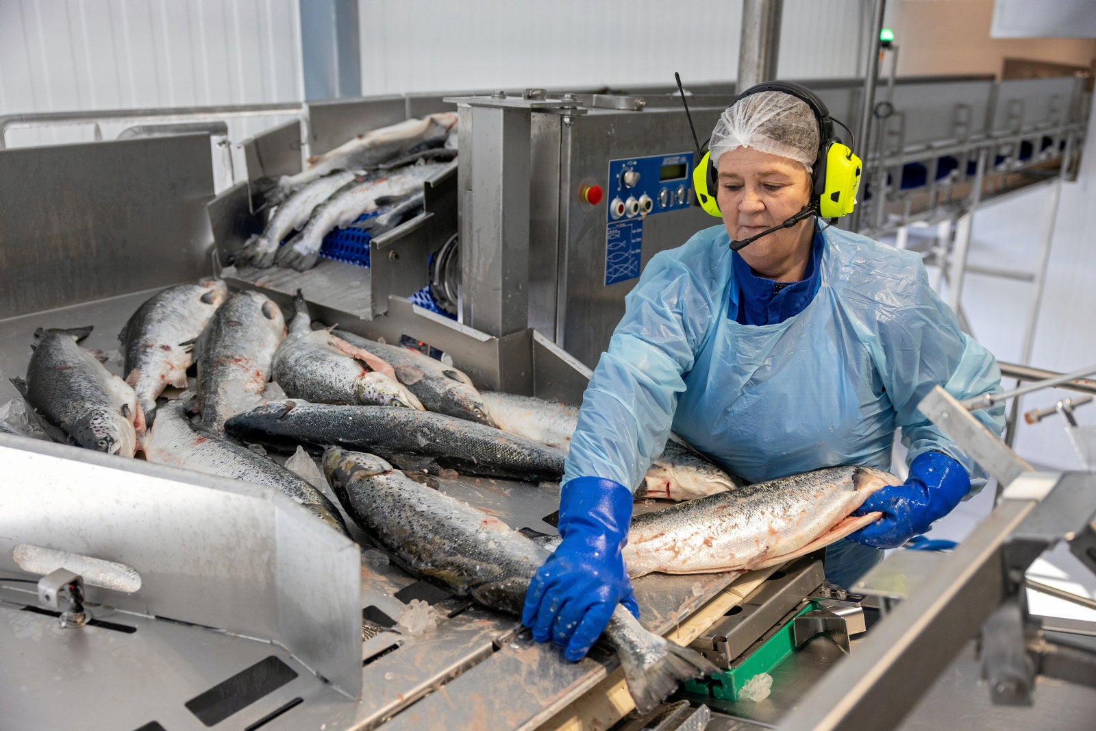 Norway group acquires Danish salmon processing facility | Intrafish