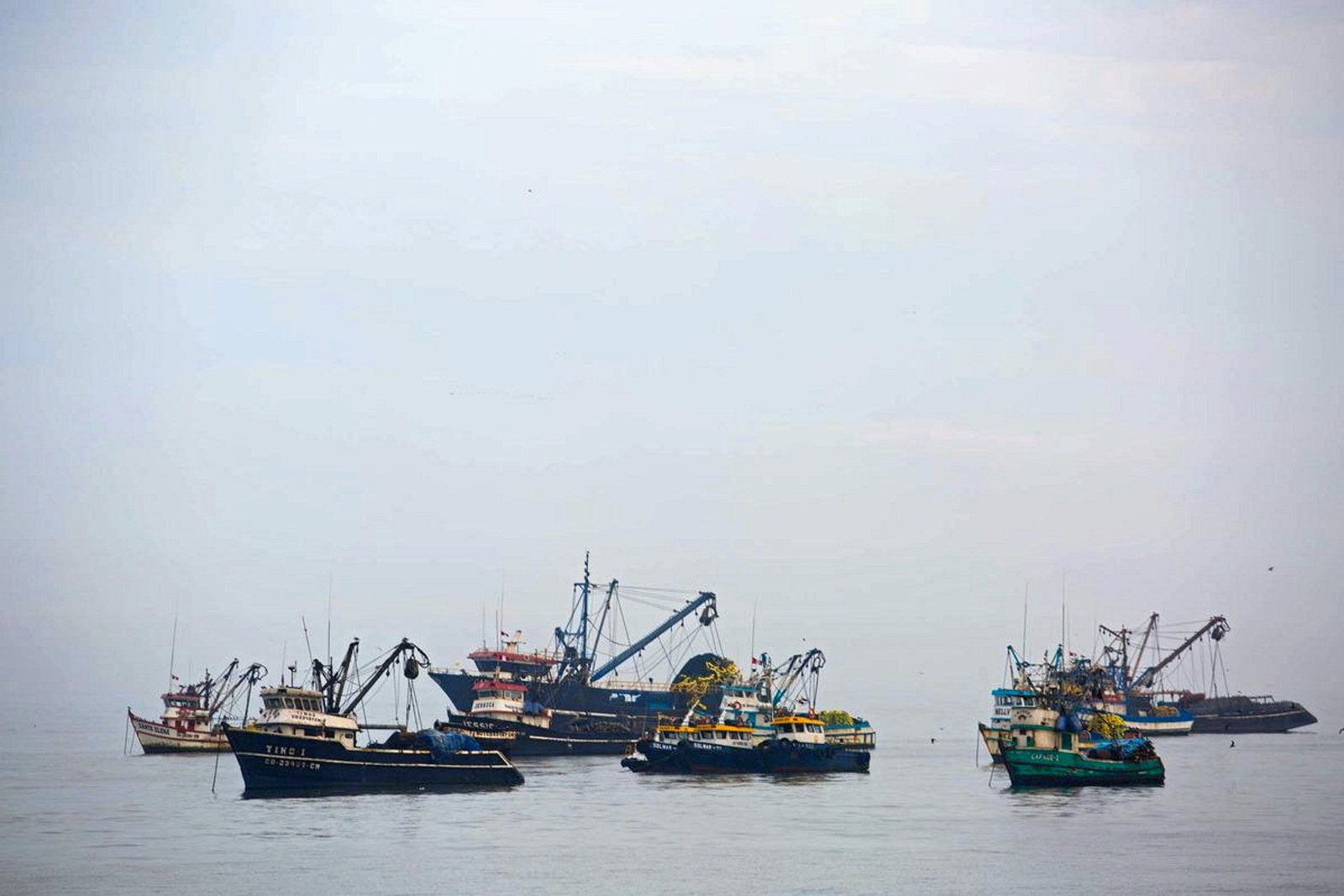 Key anchovy harvest under threat from slowing catch rates, mini fishing ...