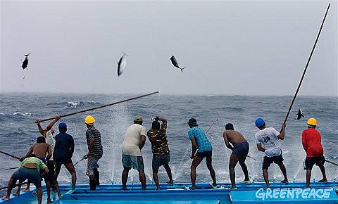 Alliance Select tuna firm sets pole-and-line target | Intrafish