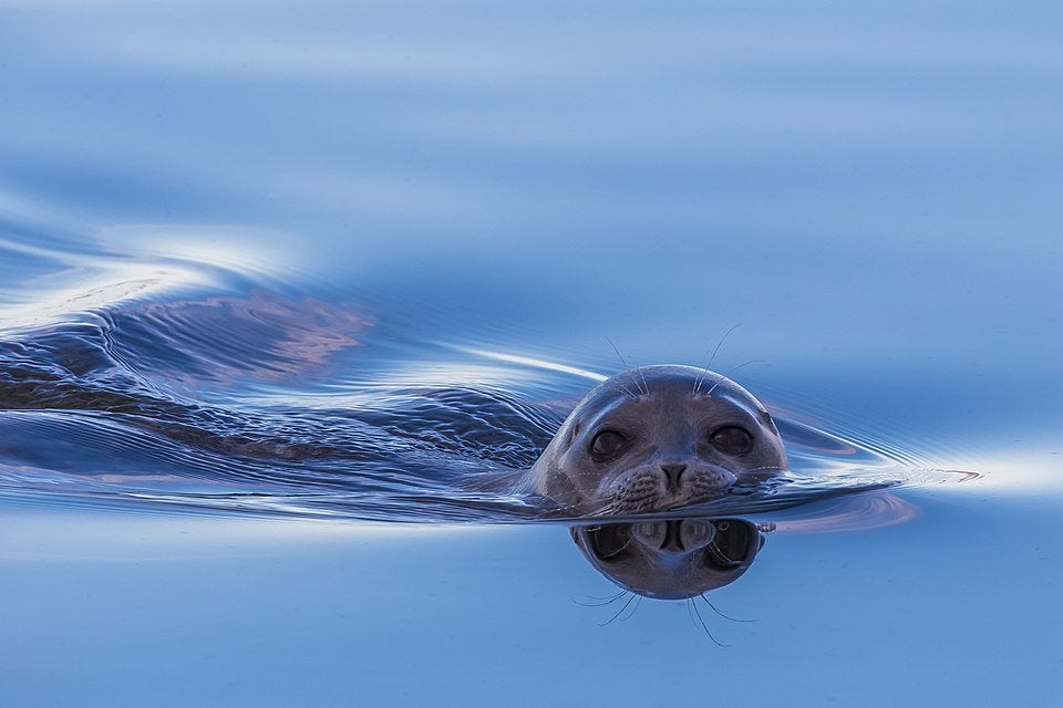 Ireland wins back US market after seal‑protection reforms | Intrafish