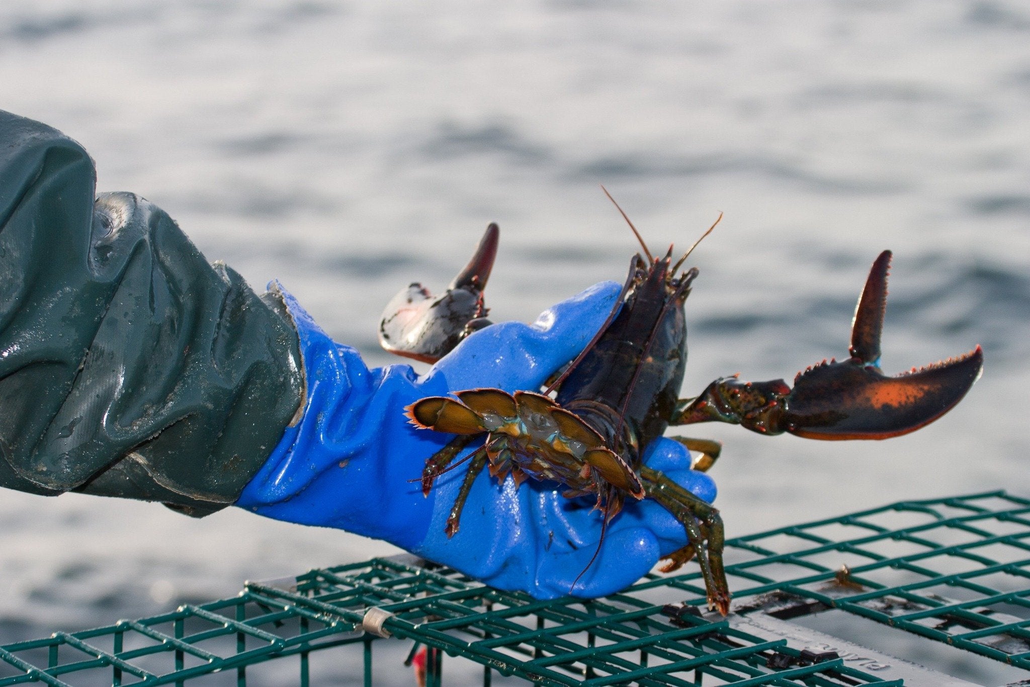 Warming waters driving Gulf of Maine fish north, raising fishery ...