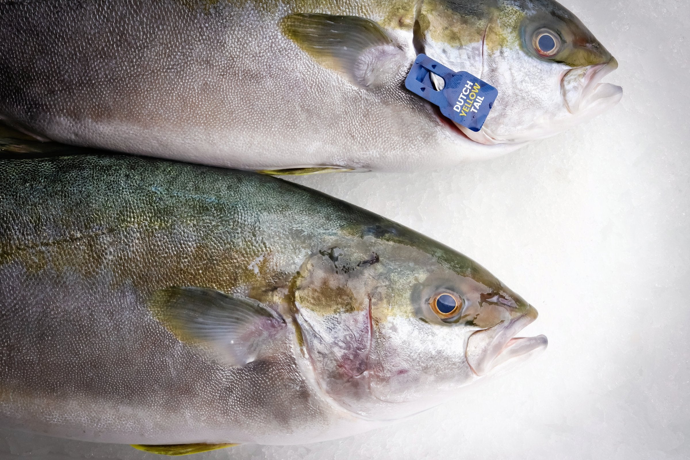 Kingfish reports stronger first quarter after turbulent period