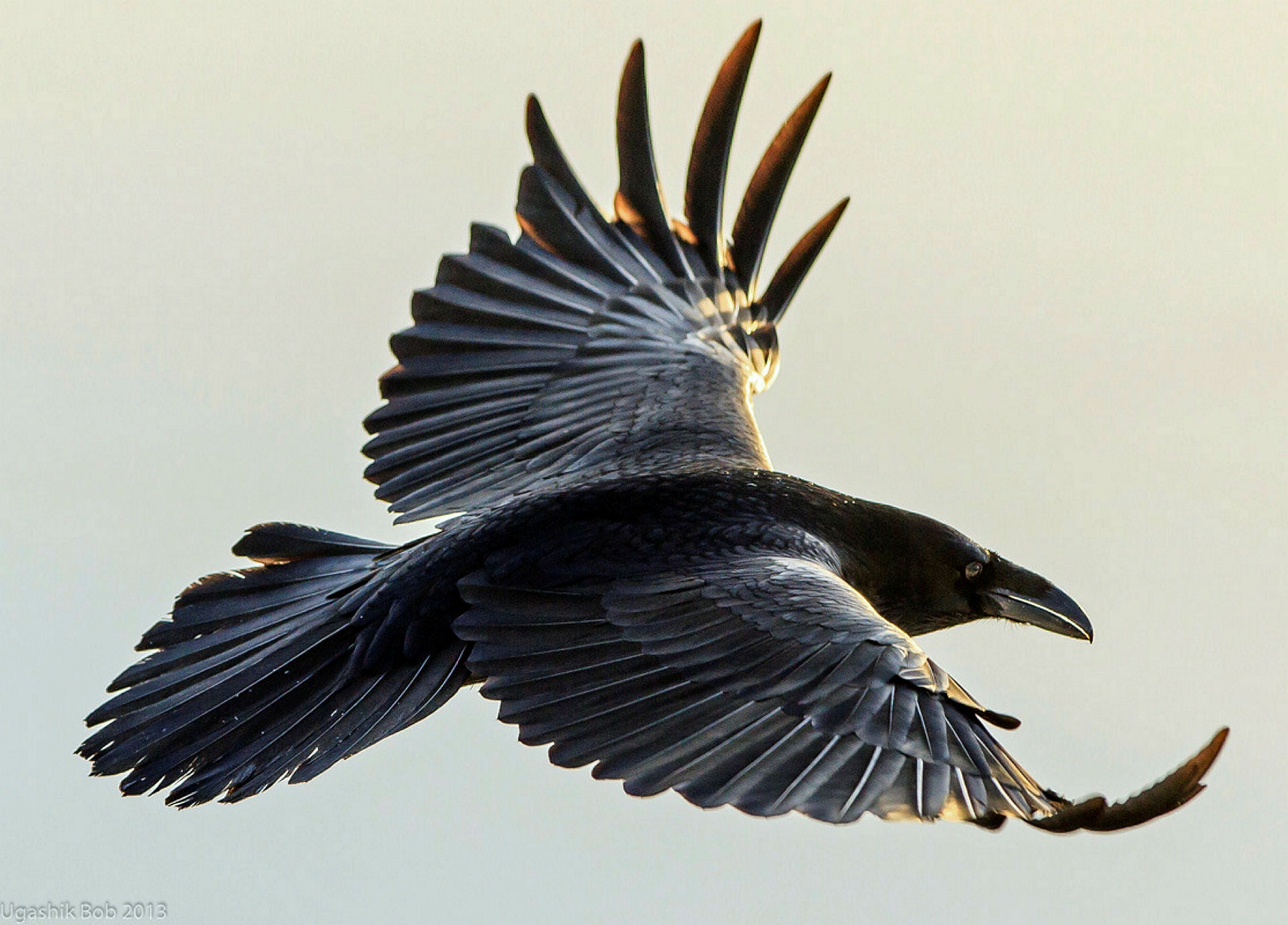 BP targets Raven start-up at Egypt's West Nile Delta | Upstream