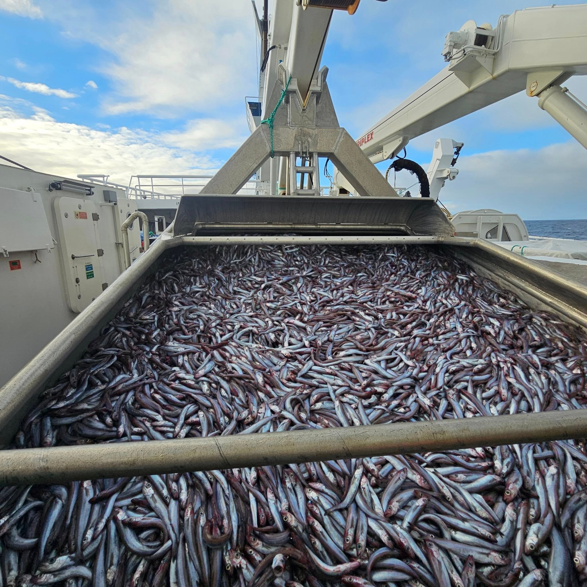 «Rav» skal til Karmøy med kolmule | Fiskeribladet