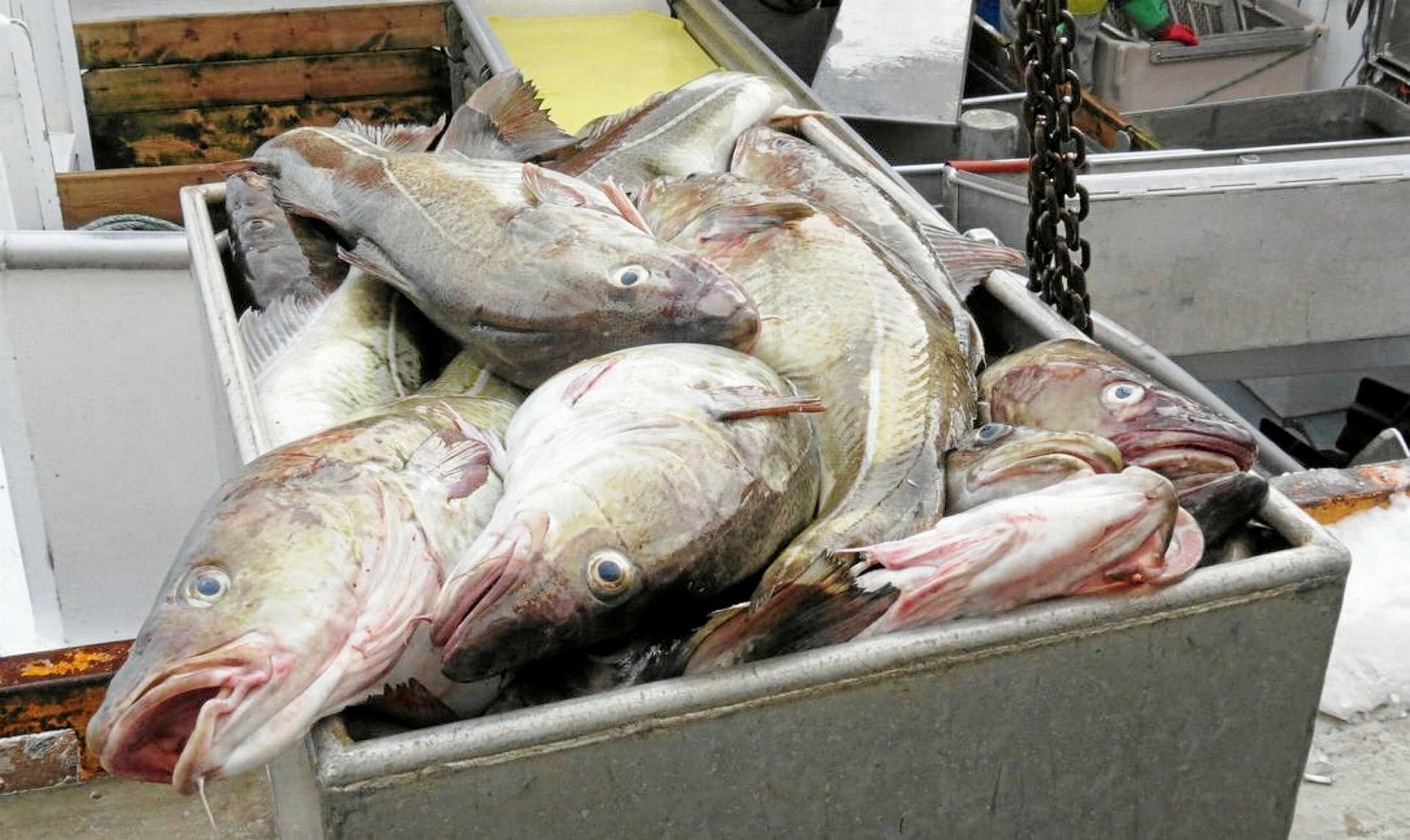 Norway and Russia set date for crucial Barents Sea cod quota talks ...
