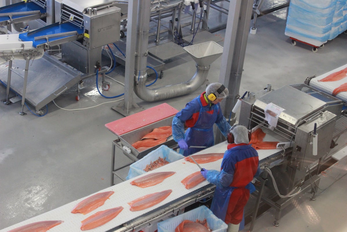 SalMar: From one license to salmon farming giant | Intrafish