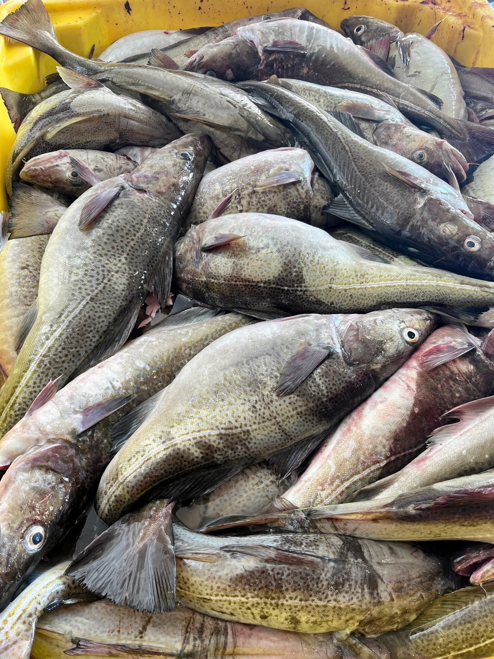Quota cuts lead to 'major decline' in cod exports from Norway in first ...