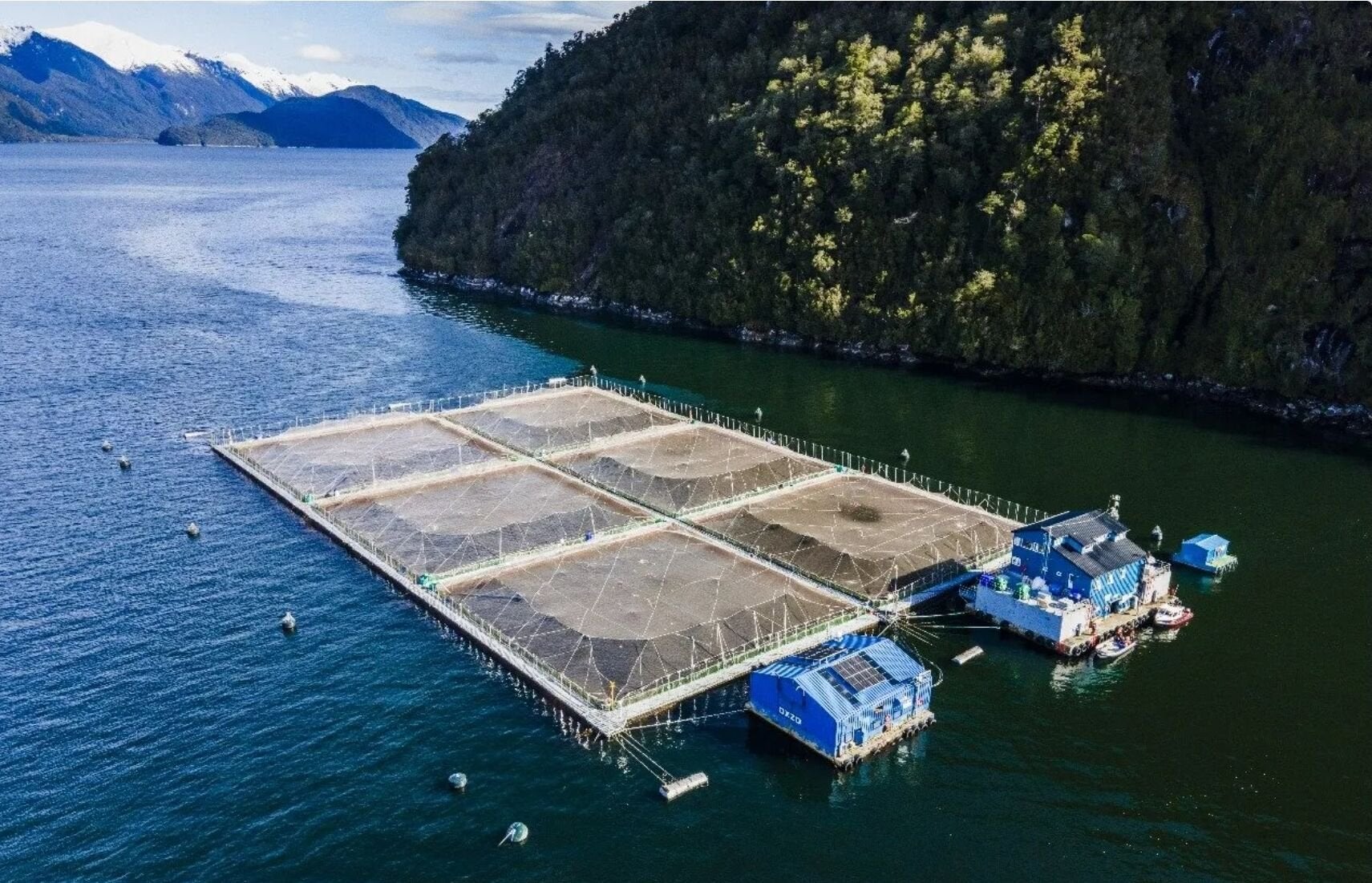 Cooke, activists clash over Chile salmon farm closures | Intrafish