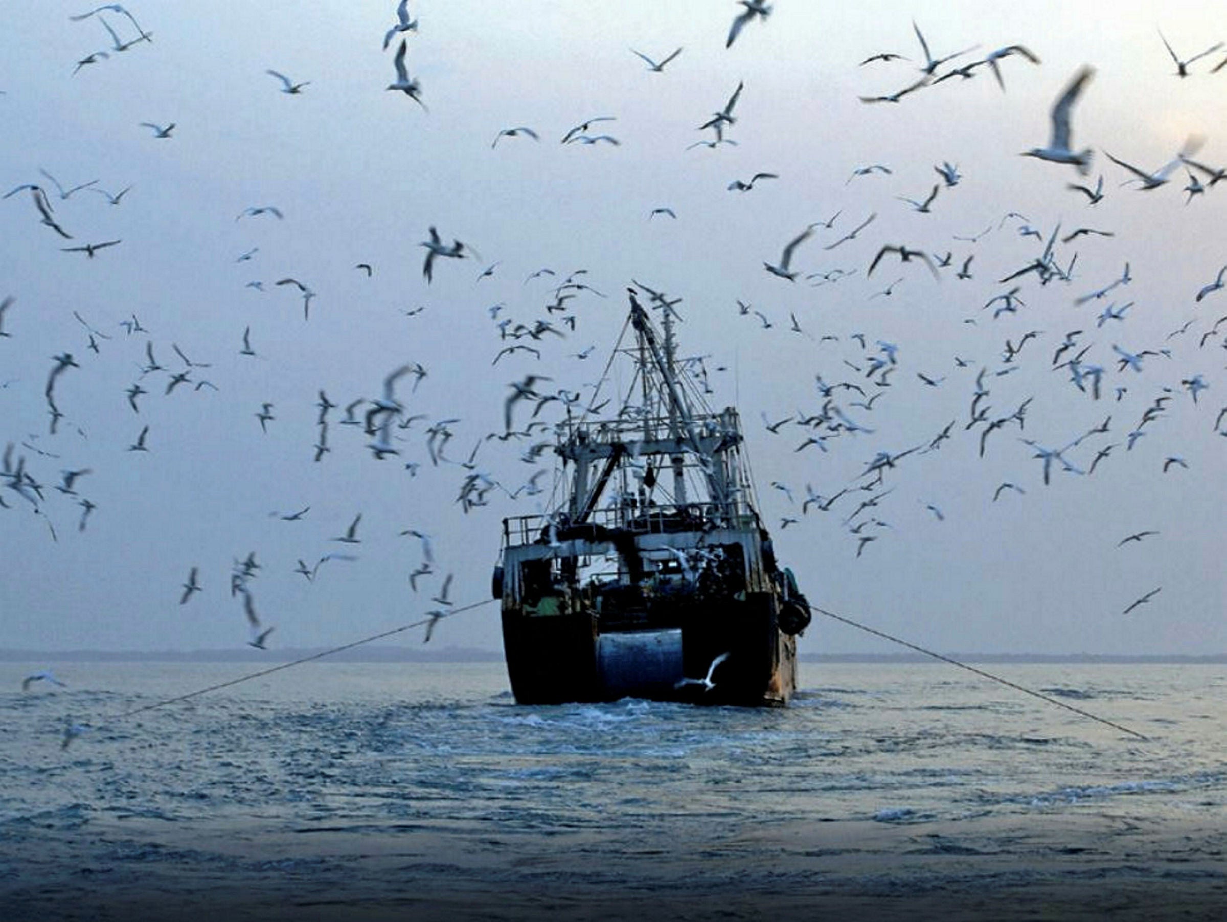 Russian pollock catchers team with scientists to slash bycatch | Intrafish