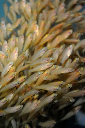 Scottish company transfers first farmed wrasse to cages | Intrafish
