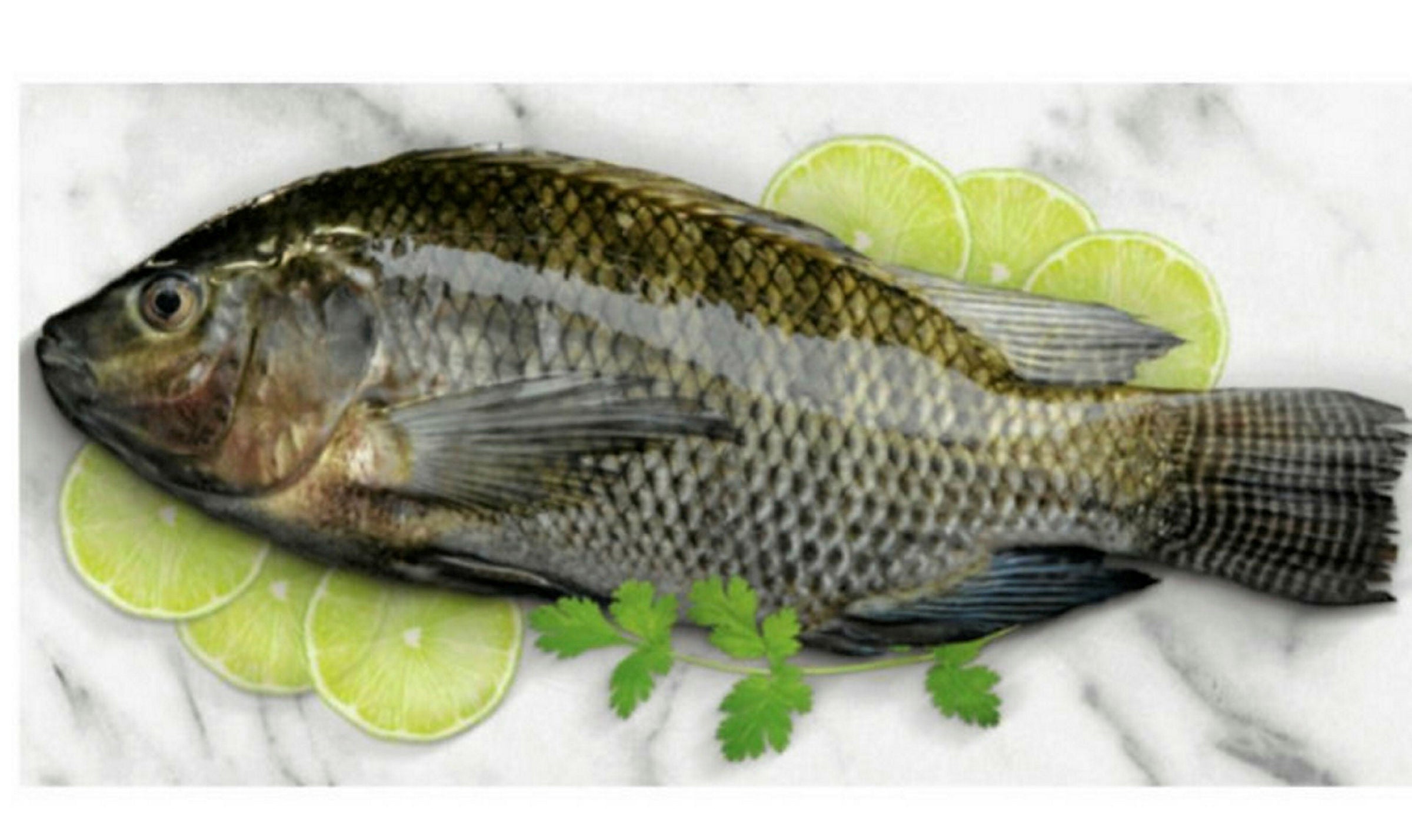 Regal Springs tilapia gains BAP four-star certification | Intrafish