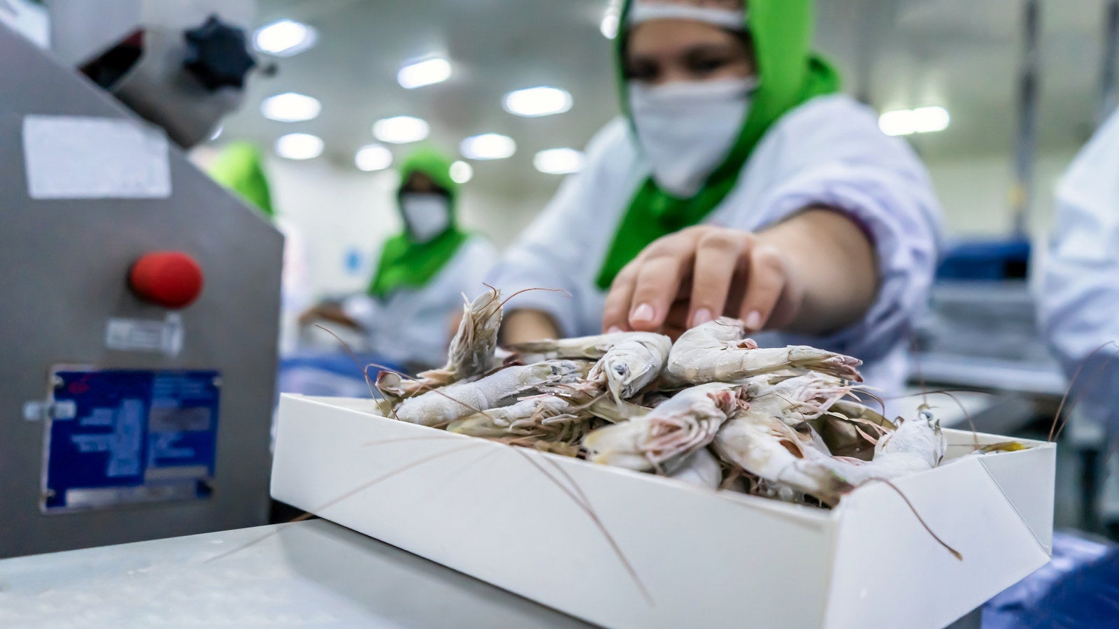 Rabobank: Global shrimp suppliers face challenging 2024 | Intrafish
