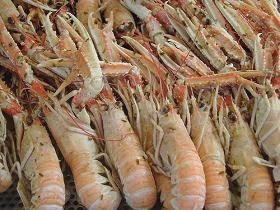 Seafish: Scottish langoustine industry faces tough management choices ...