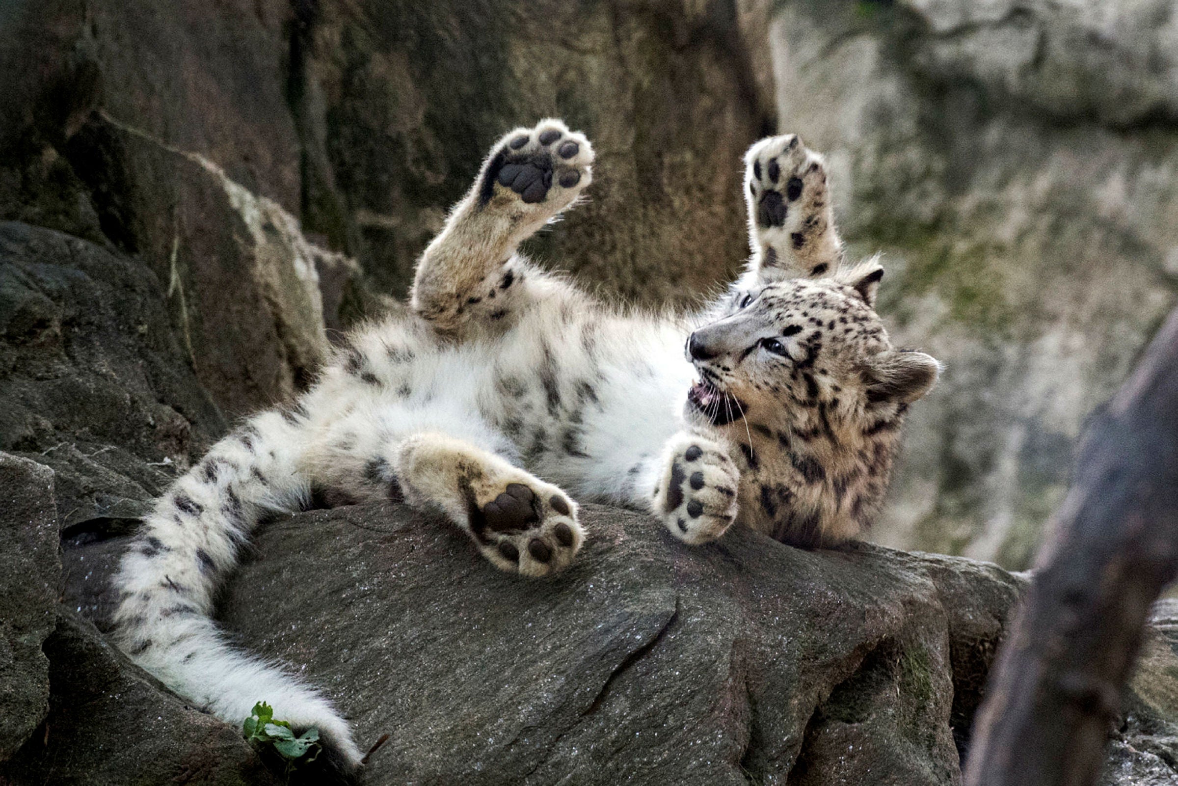 Petro Matad fails to find oil or gas with Snow Leopard-1 exploration ...