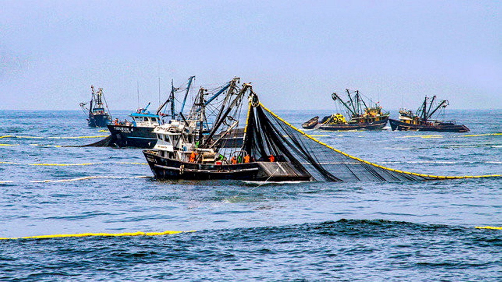 Peruvian anchovy season nearing finish line | Intrafish