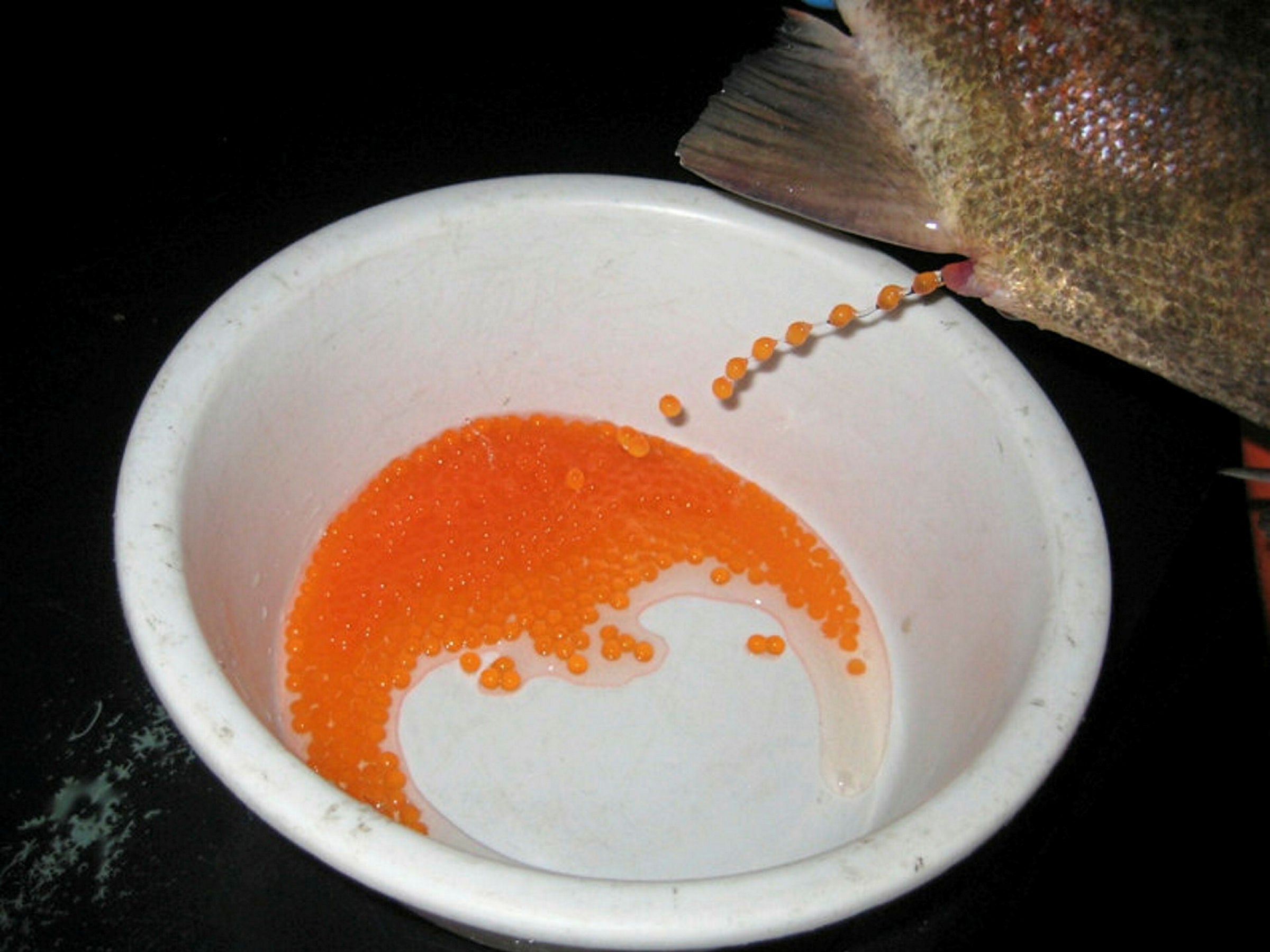 Salmar Genetics slaktet ut all mistenkt ILA-fisk