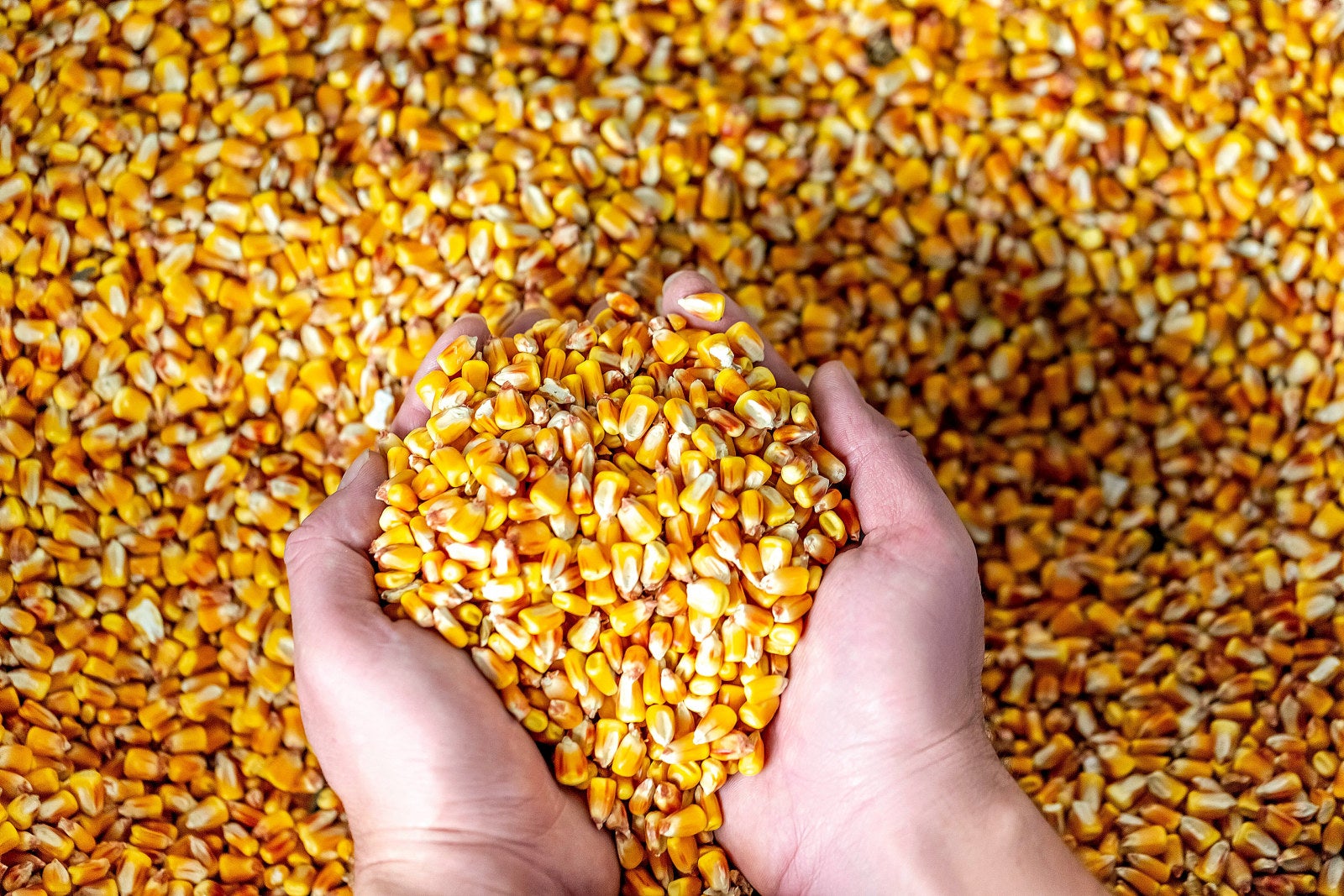 US forecasts record corn crop, boosting prospects for dry bulk shipping