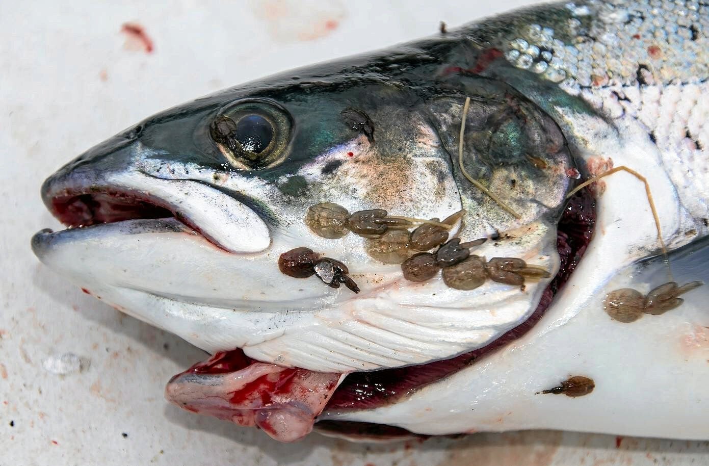 Scientist make major discovery over sea lice defence | Intrafish