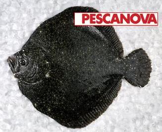 Pescanova opens giant turbot farm | Intrafish